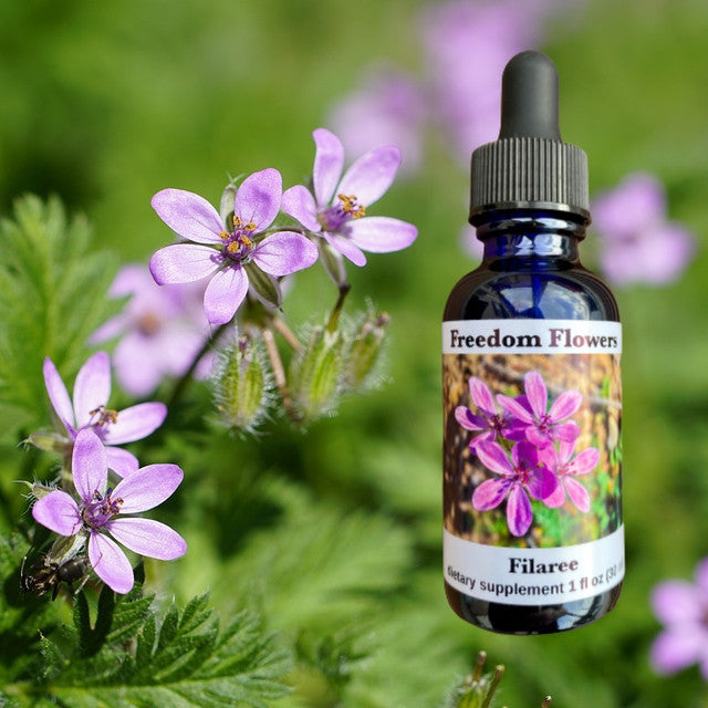 Filaree – Freedom Flowers South Africa